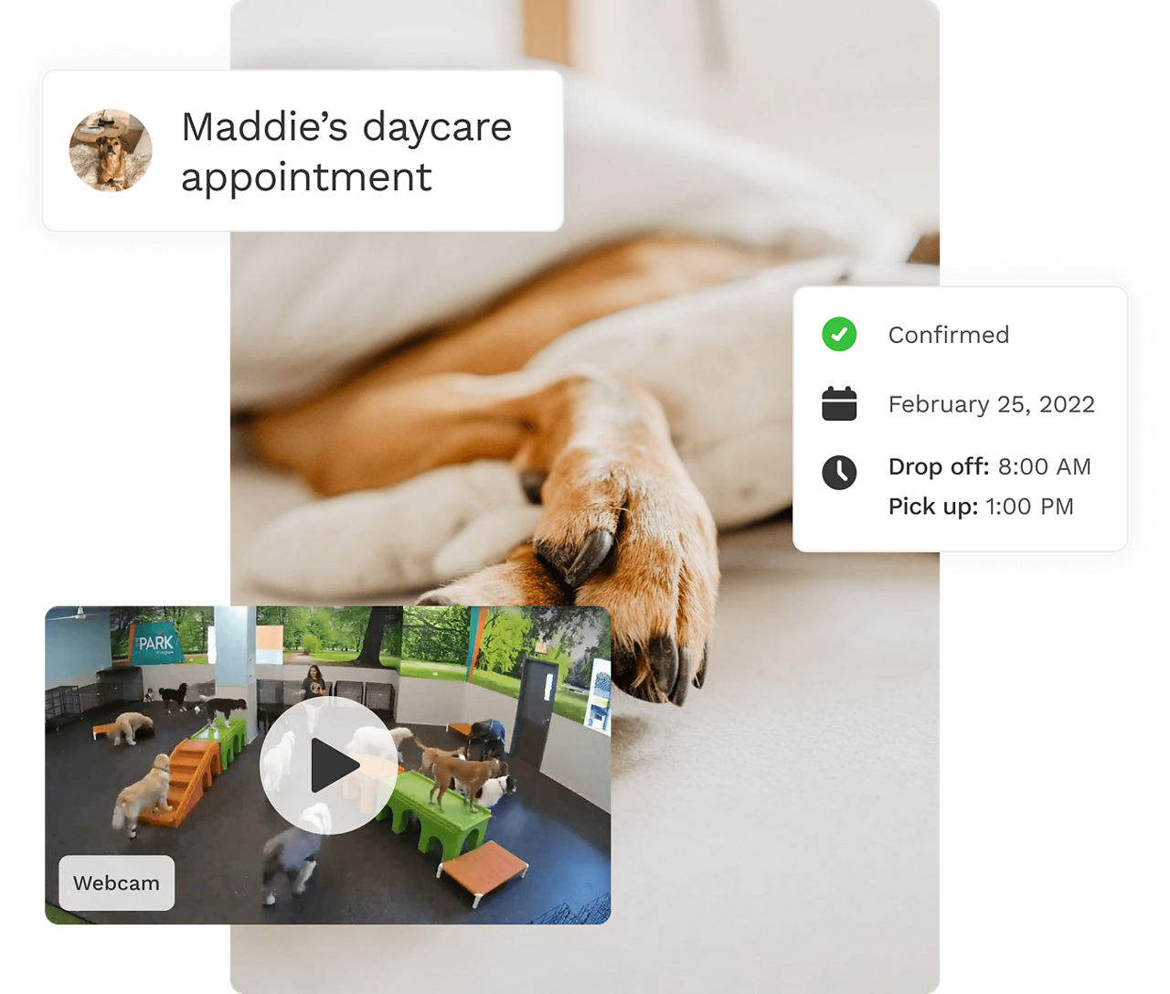 Yourgi - Your Guide to Your Pet's Best Life