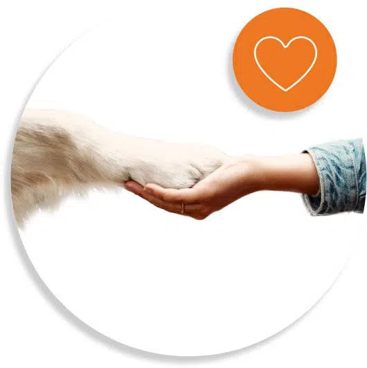 Home - Pet Care Network | Destination Pet