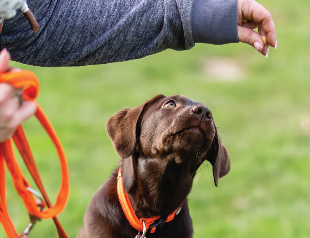 Home | BARK! Pet's Care at Denver