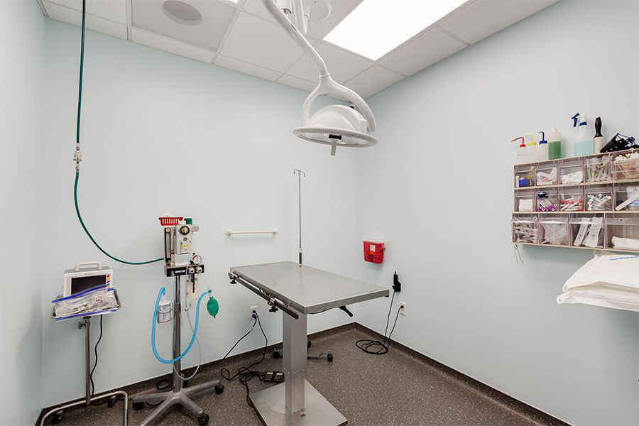 About Us | About The Cat Clinic